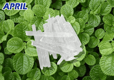L-Menthol: Unveiling the Secrets of Nature's Cool Sensation - APRIL ...