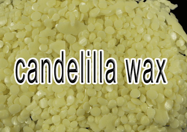 The advantages and applications of candelilla wax - APRIL ENTERPRISE CO ...