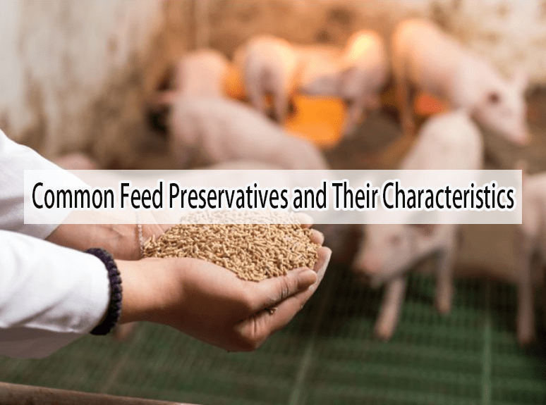 Common Feed Preservatives and Their Characteristics - APRIL ENTERPRISE ...